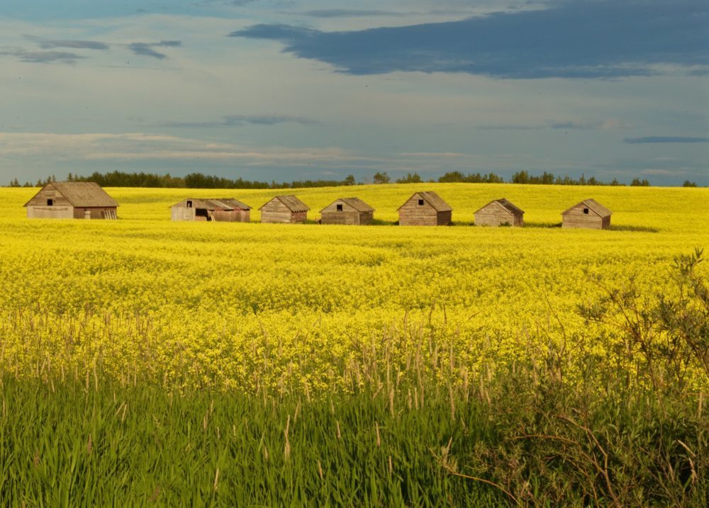 canola-field-alberta-rural - Canada Education ConsultantsCanada ...